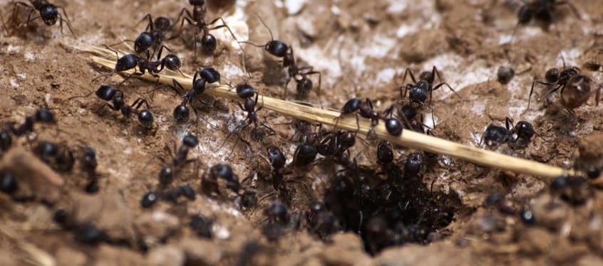 How To Treat Ant Infestations