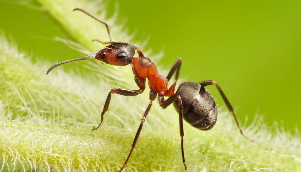 Destructive Carpenter Ants: Elevate Pest Control