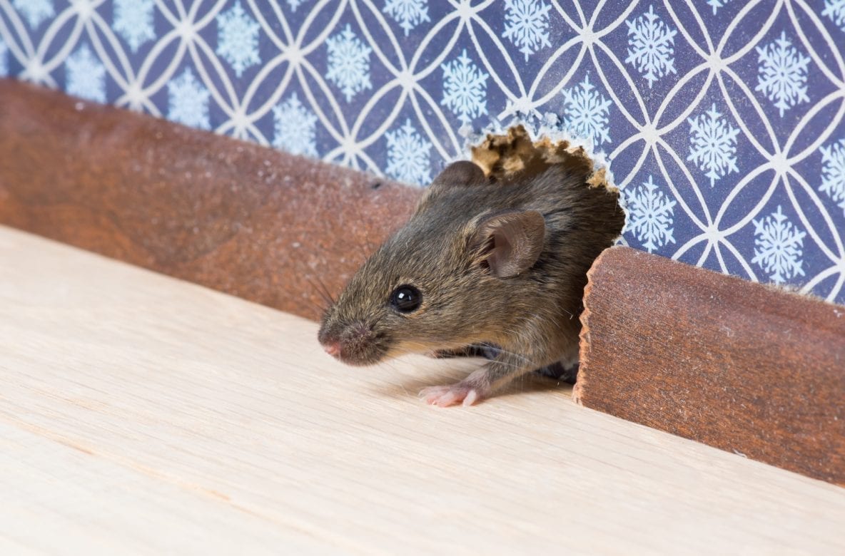 6 Signs You May Have a Mouse Infestation