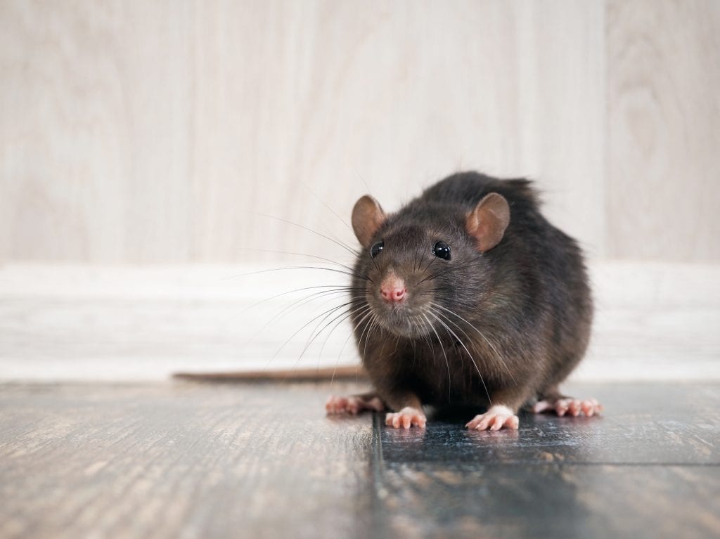 10 Telltale Signs of a Rat Infestation