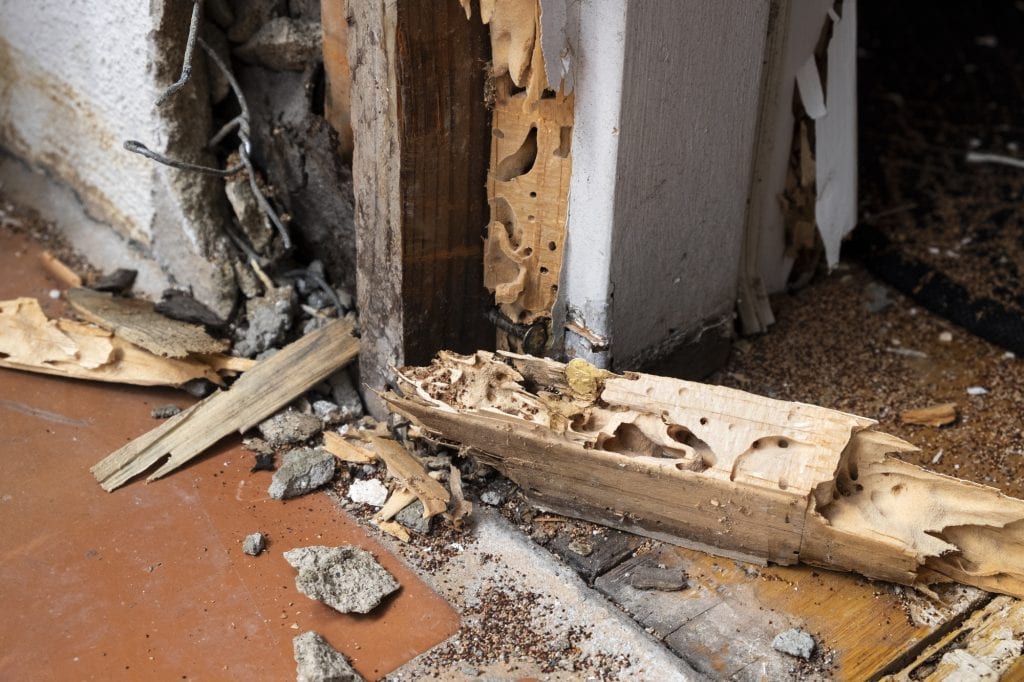 Common Signs of Termite Damage and What to Do About It