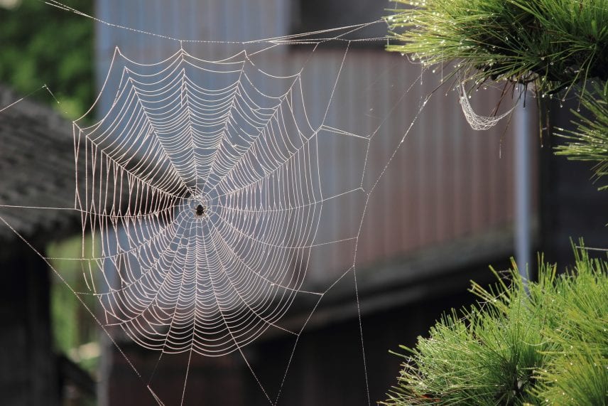 How To Avoid a Spider Infestation in Your Home