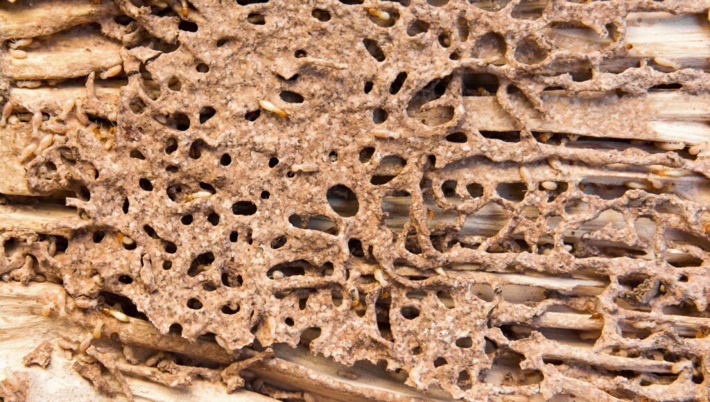 Defending Your Logan, Utah Home: Elevate Pest Control's Guide to ...