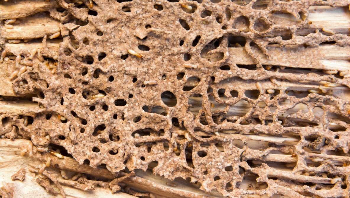 Defending Your Logan, Utah Home: Elevate Pest Control's Guide to ...