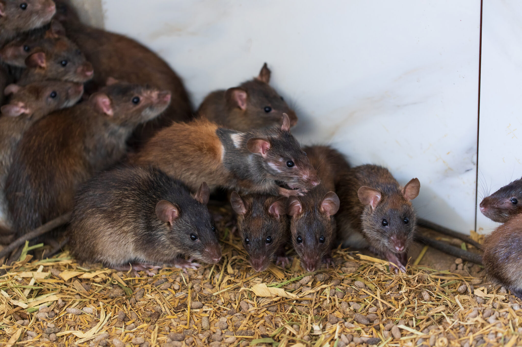 Rodent Control - Elevate Pest Control