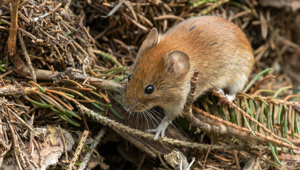 Rodents - Elevate Pest Control