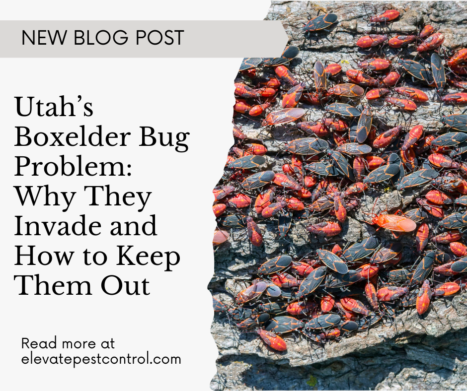 Utah’s Boxelder Bug Problem: Why They Invade and How to Keep Them Out ...